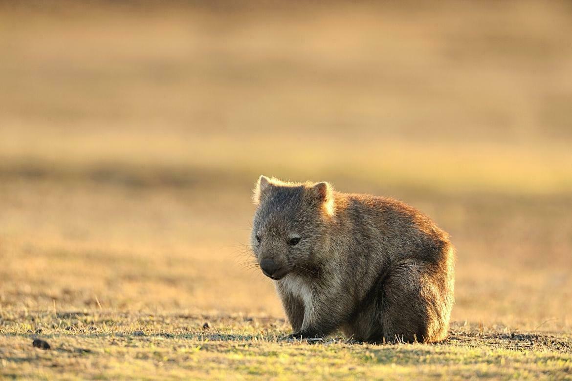 11 Native Animals of Australia, Some You've Never Heard Of