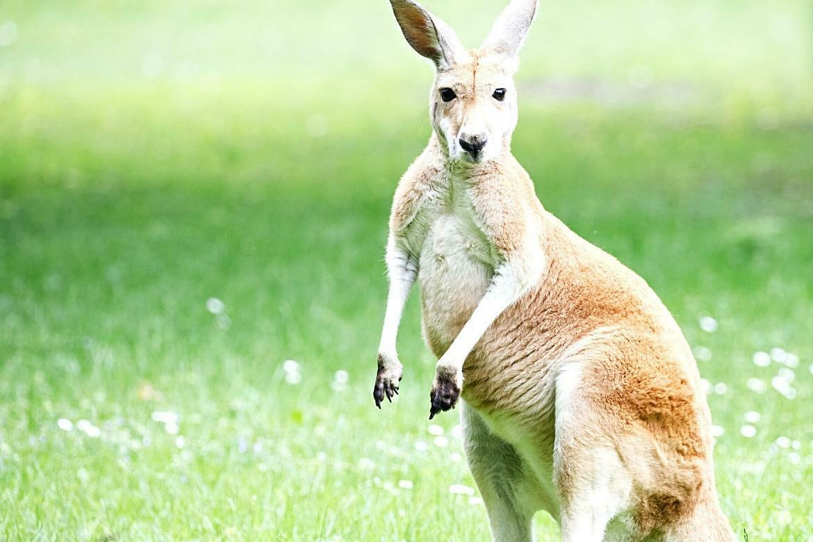 Kangaroos, Magnificent Animals That Are Uniquely Australian
