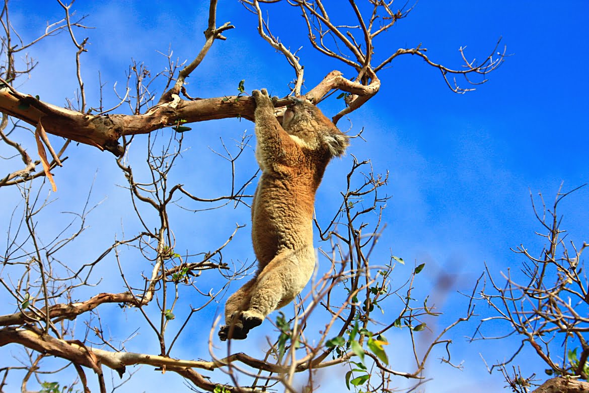 Koalas, the Universally Loved Animals, Are on the Brink of Extinction