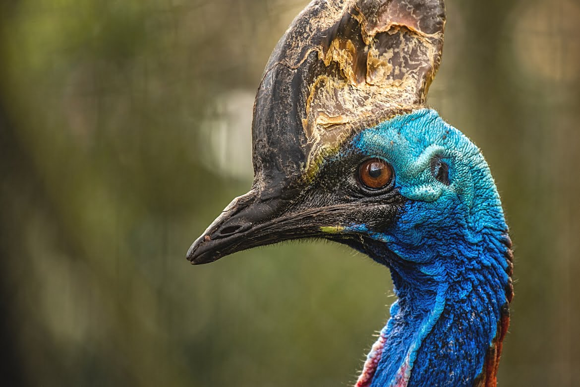 8 Facts About Southern Cassowary Australia You Didn’t Know!