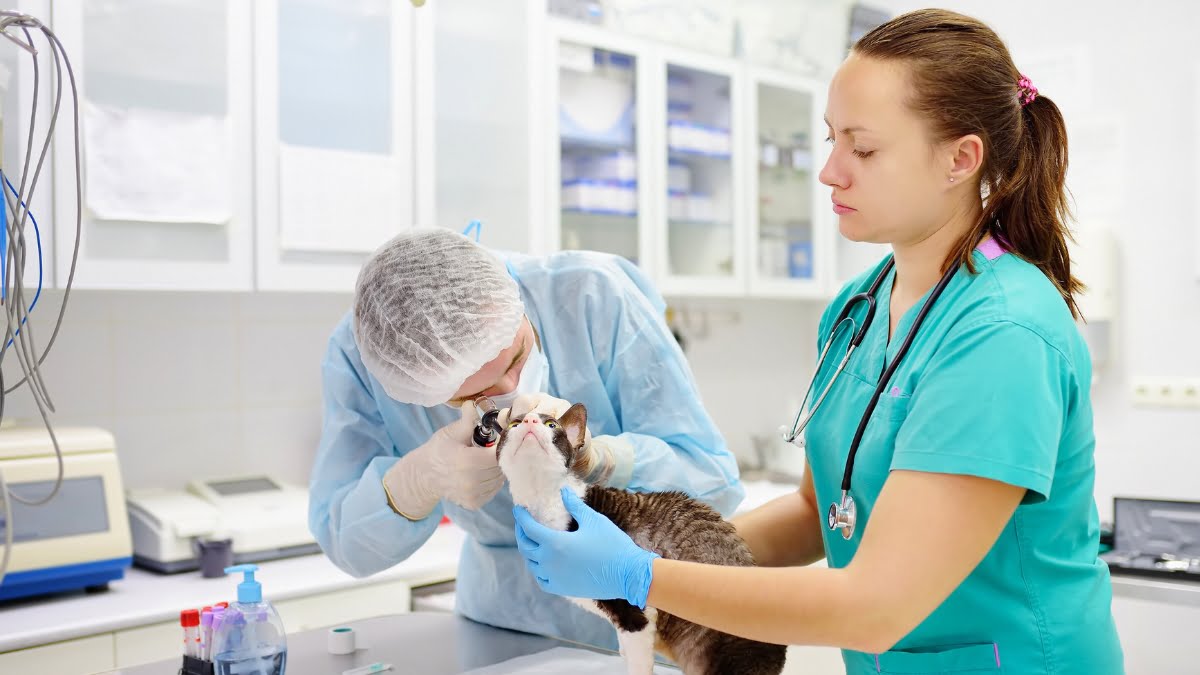Animals Need You! 7 Best Veterinary Universities in Australia