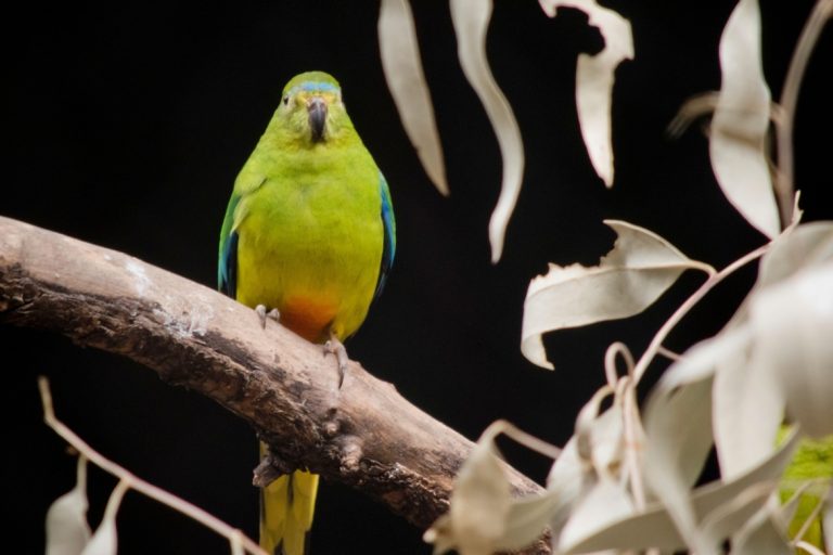 10 Endangered Australian Animals You Should Know