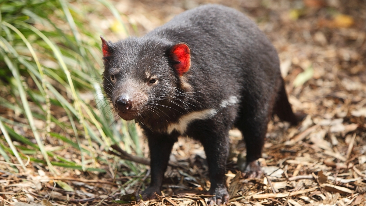 Why Tasmanian Devil is Endangered: Causes and Conservation Efforts
